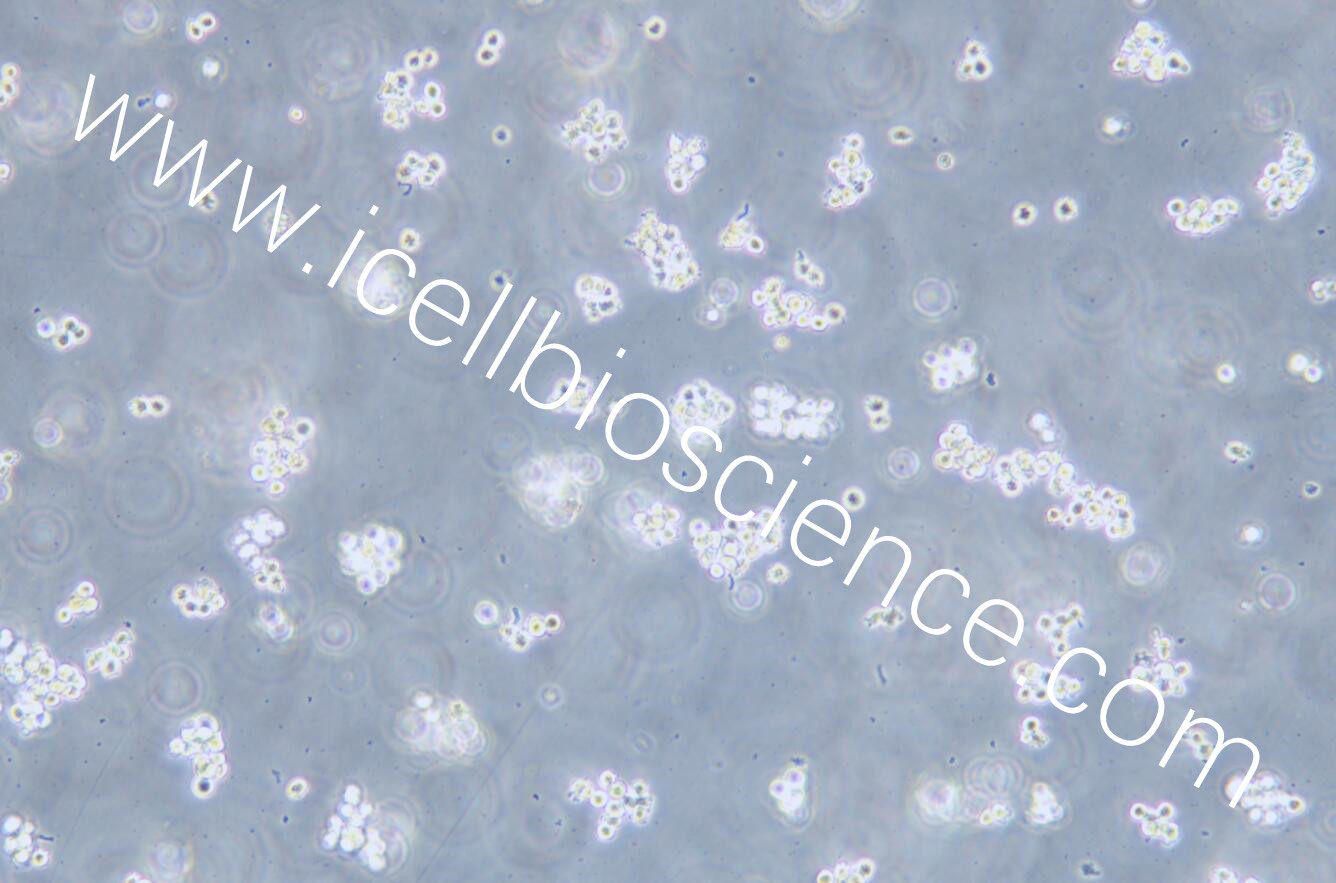 SKNO-1 人急性髓系白血病细胞-原代细胞-STR细胞-细胞培养基-镜像绮点生物