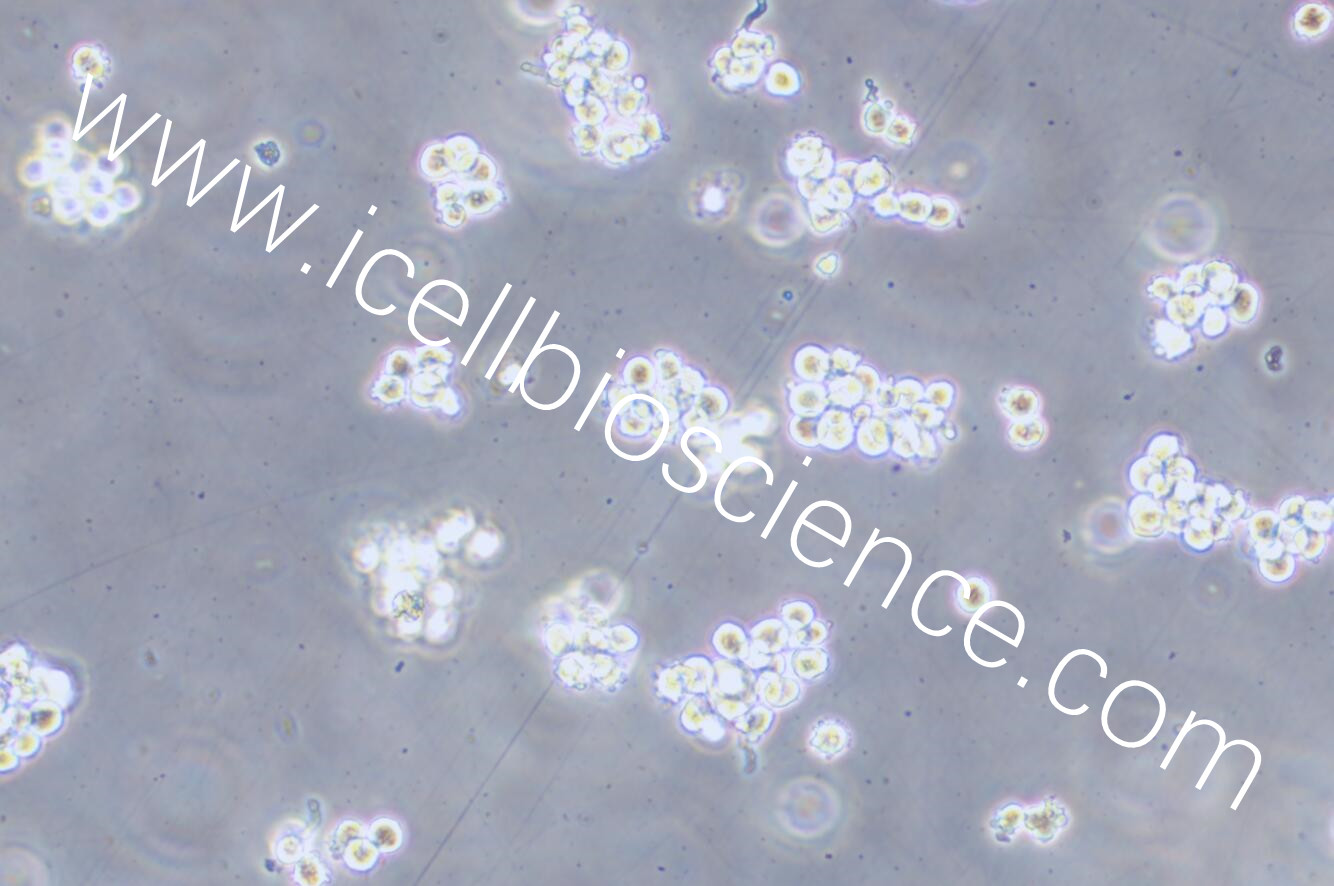 SKNO-1 人急性髓系白血病细胞-原代细胞-STR细胞-细胞培养基-镜像绮点生物