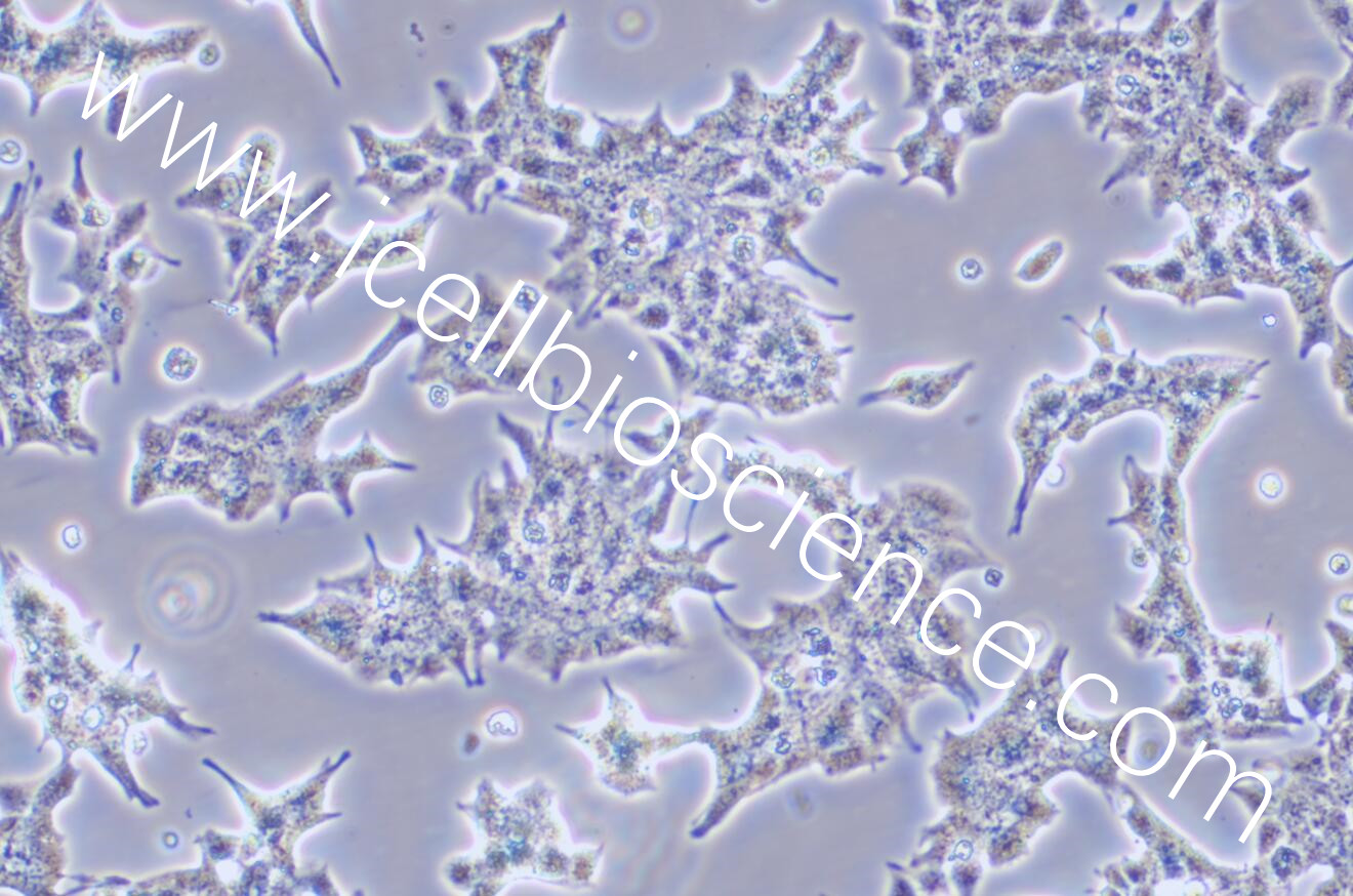 STC-1 小鼠小肠内分泌细胞-原代细胞-STR细胞-细胞培养基-镜像绮点生物