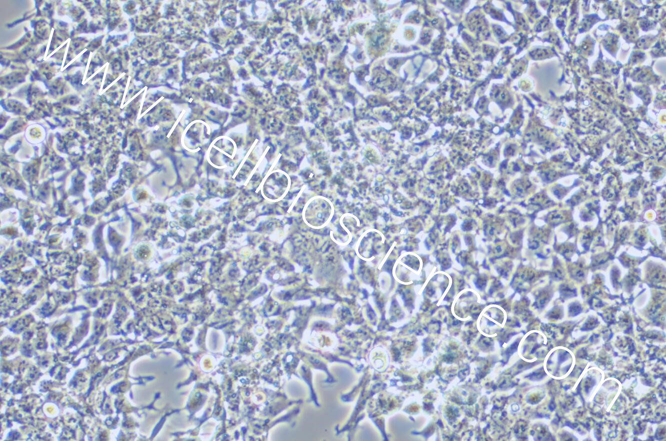 AAV-293 人胚肾细胞-原代细胞-STR细胞-细胞培养基-镜像绮点生物