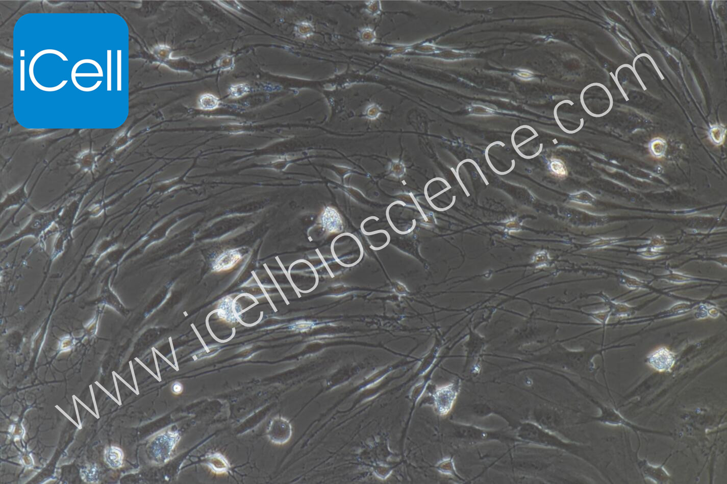 大鼠原代海马神经元细胞-原代细胞-STR细胞-细胞培养基-镜像绮点生物