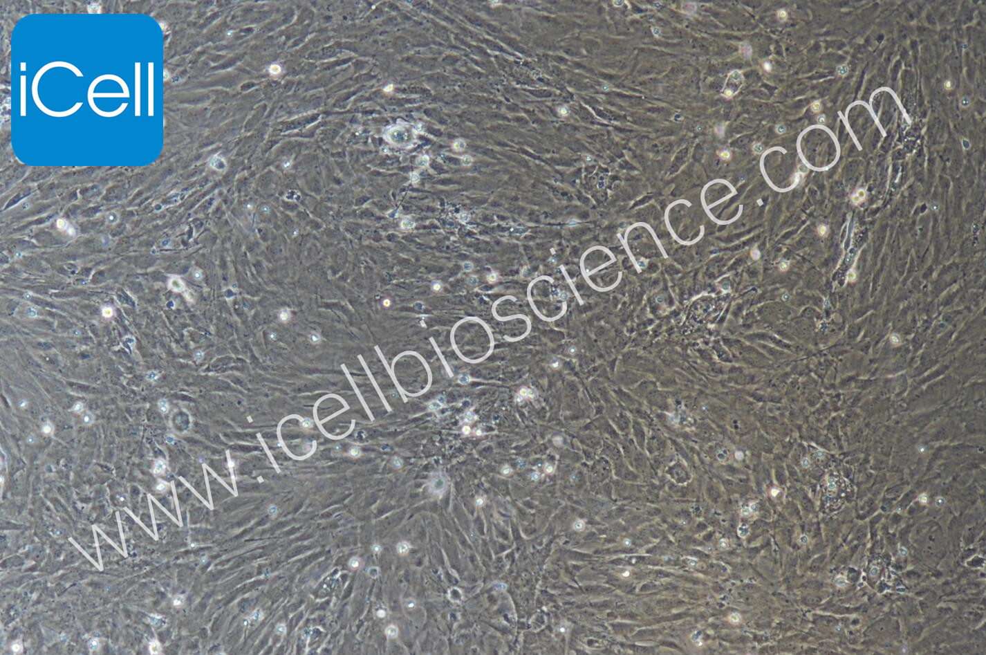 小鼠原代视网膜muller细胞-原代细胞-STR细胞-细胞培养基-镜像绮点生物