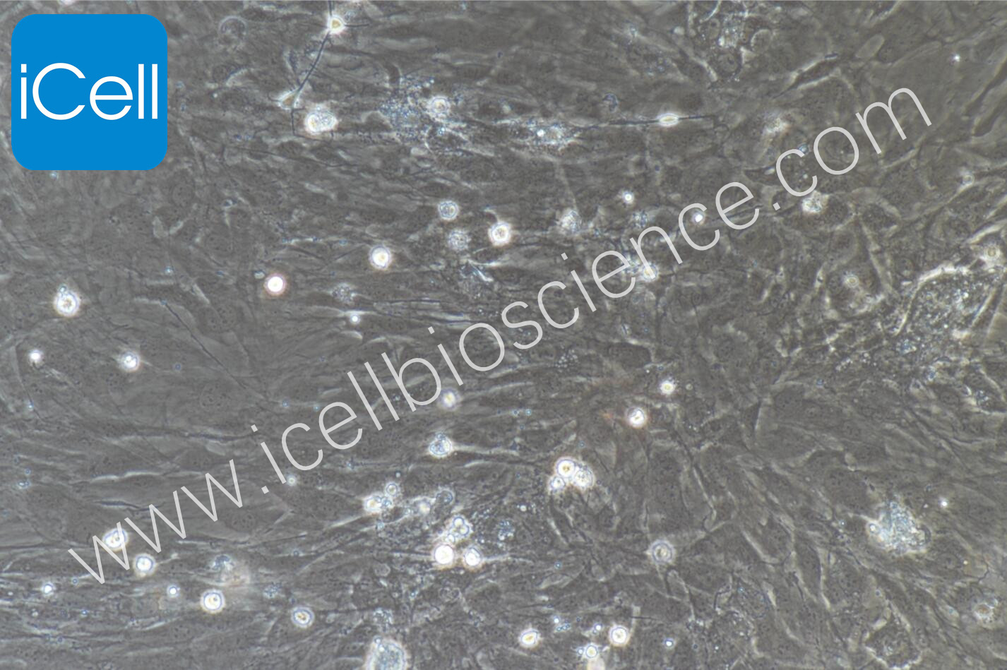 小鼠原代视网膜muller细胞-原代细胞-STR细胞-细胞培养基-镜像绮点生物