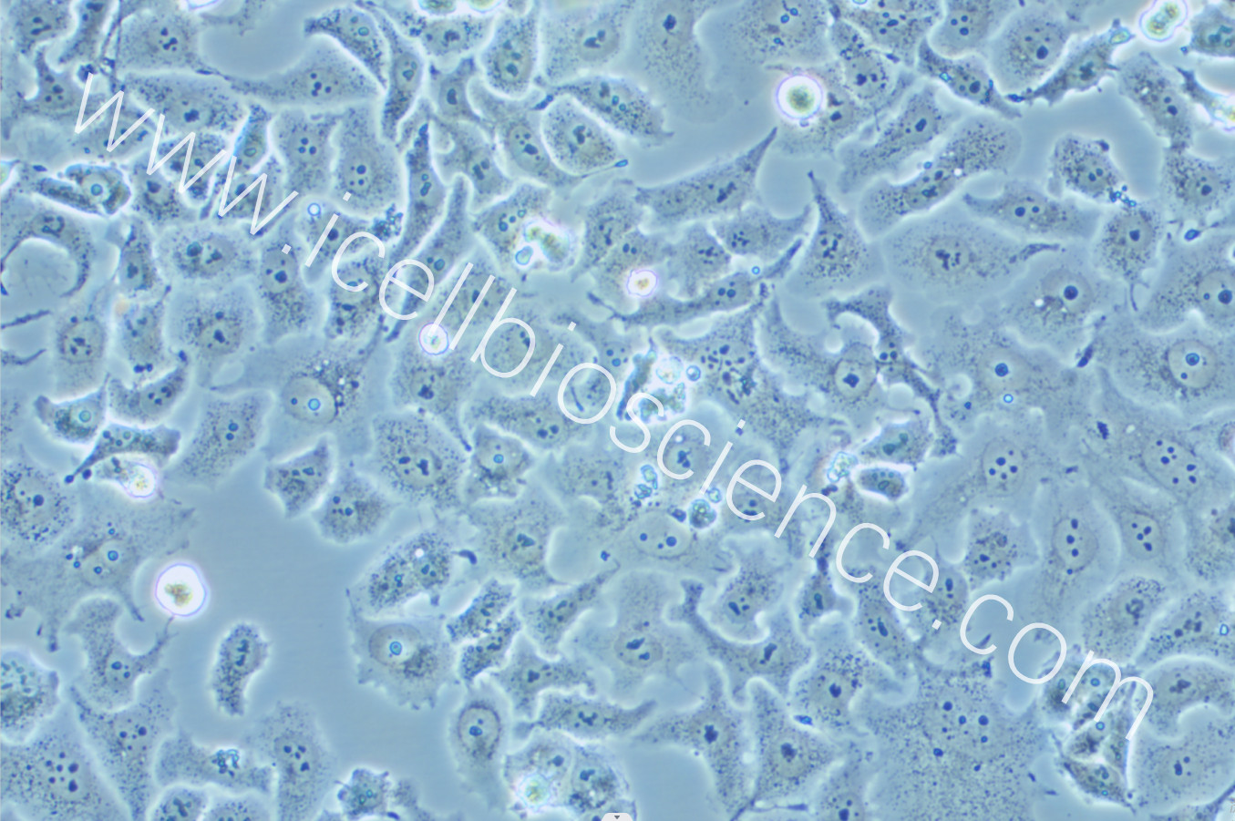 DMS 114 人小细胞肺癌细胞-原代细胞-STR细胞-细胞培养基-镜像绮点生物