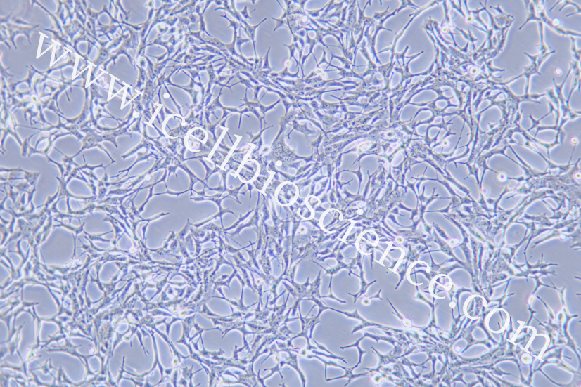 C8-D1A 小鼠小脑星形胶质细胞-原代细胞-STR细胞-细胞培养基-镜像绮点生物