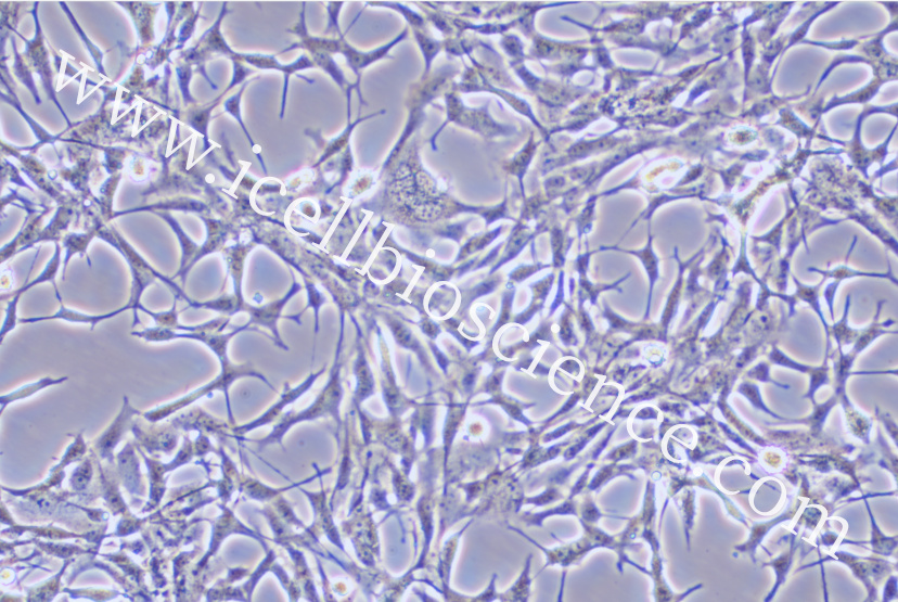 C8-D1A 小鼠小脑星形胶质细胞-原代细胞-STR细胞-细胞培养基-镜像绮点生物