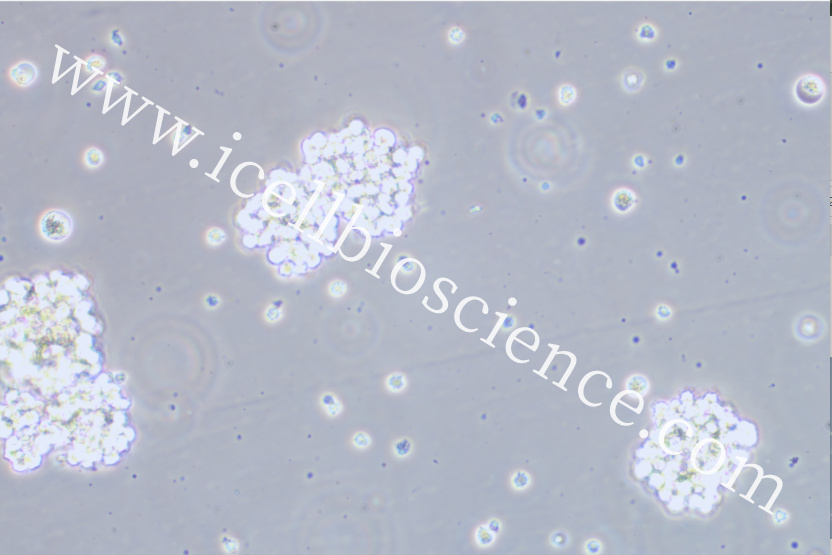 C8166-CD4 人T淋巴细胞白血病细胞-原代细胞-STR细胞-细胞培养基-镜像绮点生物