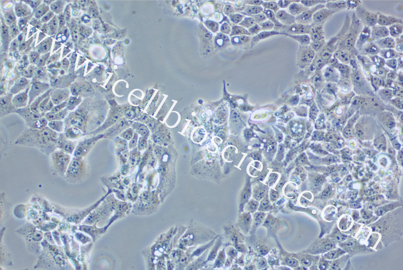 CAL33 人舌磷癌细胞-原代细胞-STR细胞-细胞培养基-镜像绮点生物