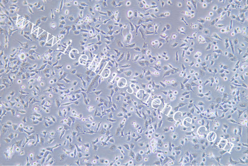 CAL-62 人甲状腺癌细胞（未分化）-原代细胞-STR细胞-细胞培养基-镜像绮点生物