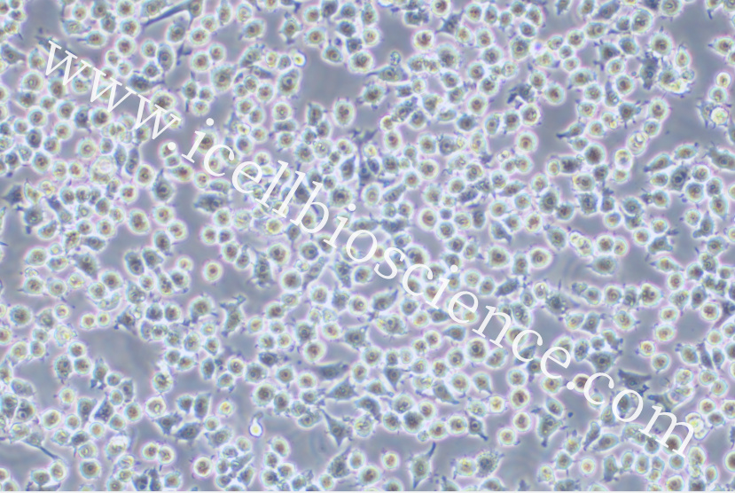 DC2.4 小鼠树突状细胞-原代细胞-STR细胞-细胞培养基-镜像绮点生物