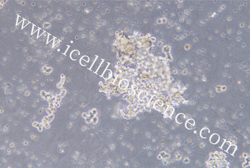 DU4475 人乳腺上皮细胞-原代细胞-STR细胞-细胞培养基-镜像绮点生物