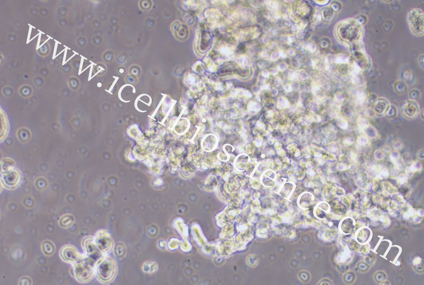 DU4475 人乳腺上皮细胞-原代细胞-STR细胞-细胞培养基-镜像绮点生物