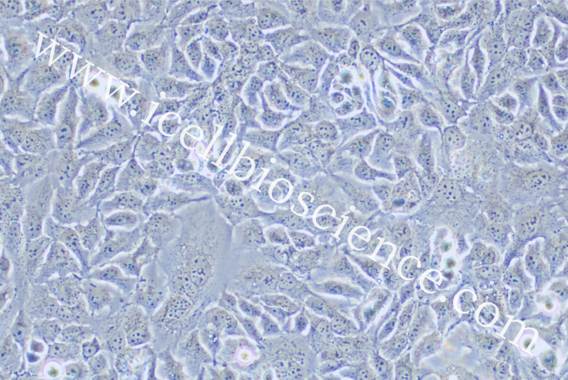 HCC1806 人乳腺鳞状癌细胞-原代细胞-STR细胞-细胞培养基-镜像绮点生物