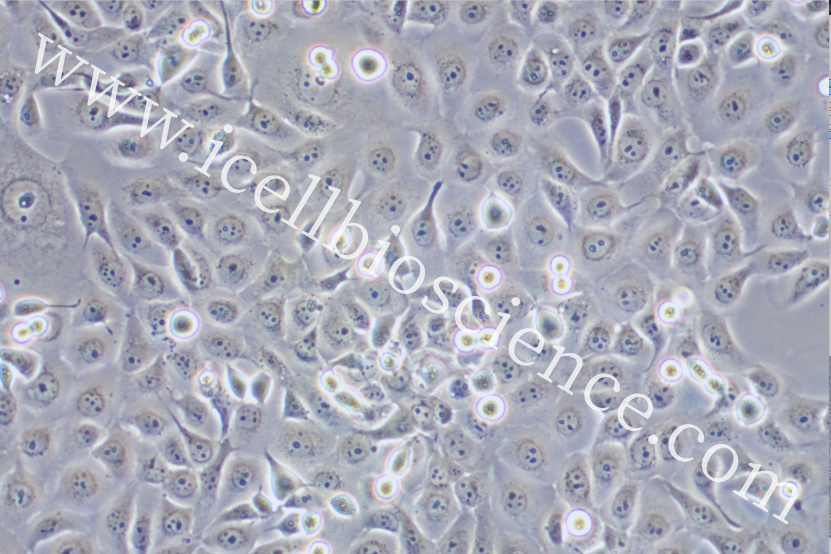 HCE-T 人角膜上皮细胞-原代细胞-STR细胞-细胞培养基-镜像绮点生物