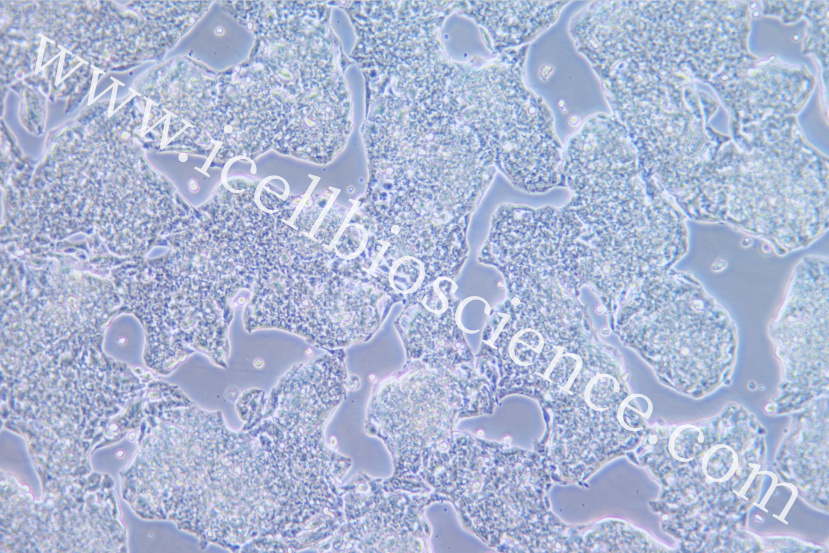 Hep G2/LUC 人肝癌细胞荧光素酶标记-原代细胞-STR细胞-细胞培养基-镜像绮点生物
