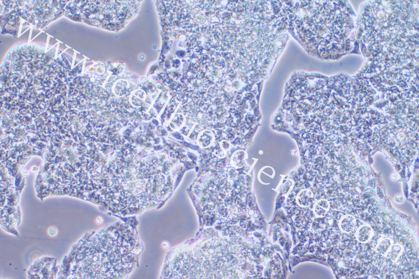 Hep G2/LUC 人肝癌细胞荧光素酶标记-原代细胞-STR细胞-细胞培养基-镜像绮点生物