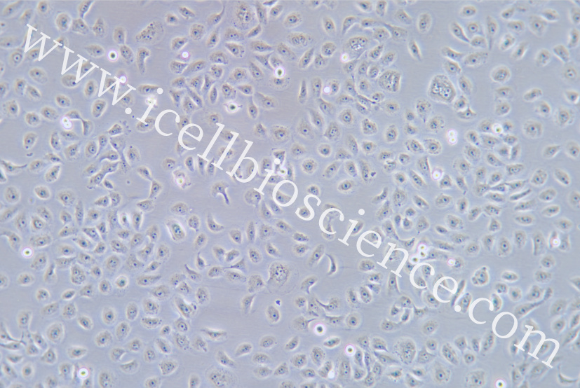 HSC-3 人口腔鳞状细胞癌细胞-原代细胞-STR细胞-细胞培养基-镜像绮点生物