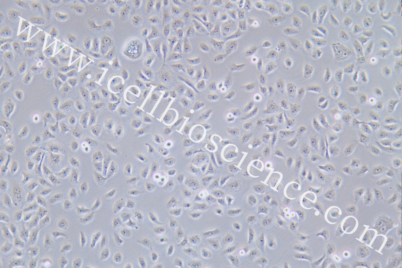 HSC-3 人口腔鳞状细胞癌细胞-原代细胞-STR细胞-细胞培养基-镜像绮点生物