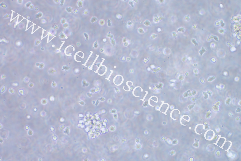 MEC-1 人慢性B细胞白血病细胞-原代细胞-STR细胞-细胞培养基-镜像绮点生物