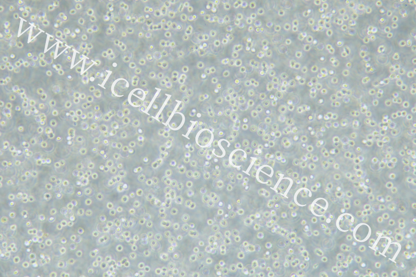 MOLM-13 人急性髓性白血病细胞-原代细胞-STR细胞-细胞培养基-镜像绮点生物