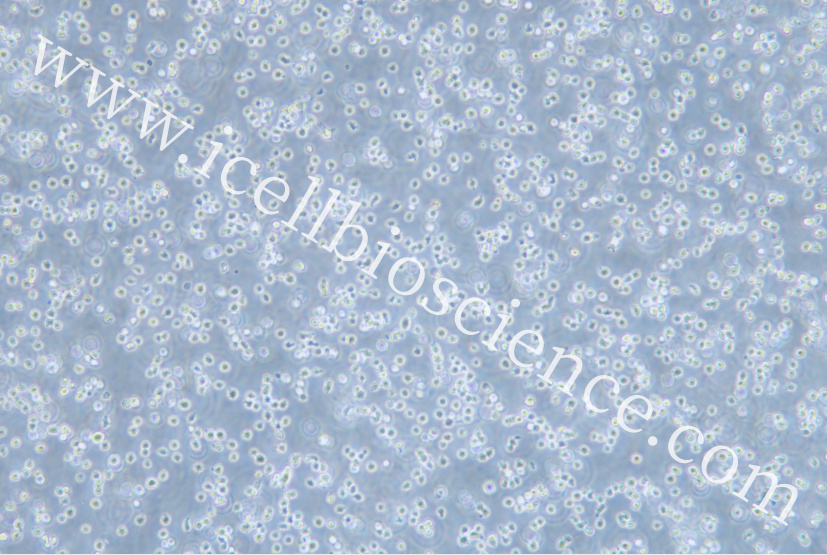 MUTZ-1 人骨髓增生异常综合征细胞-原代细胞-STR细胞-细胞培养基-镜像绮点生物