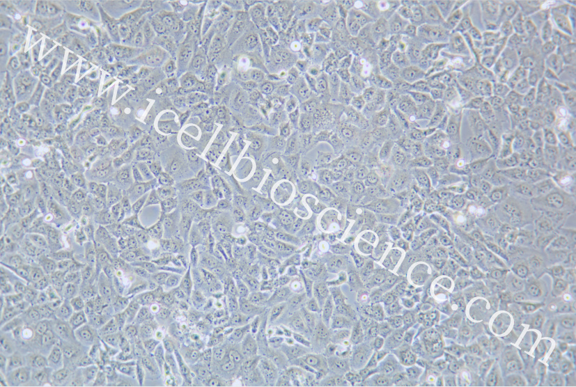 MV3 人黑色素瘤细胞-原代细胞-STR细胞-细胞培养基-镜像绮点生物