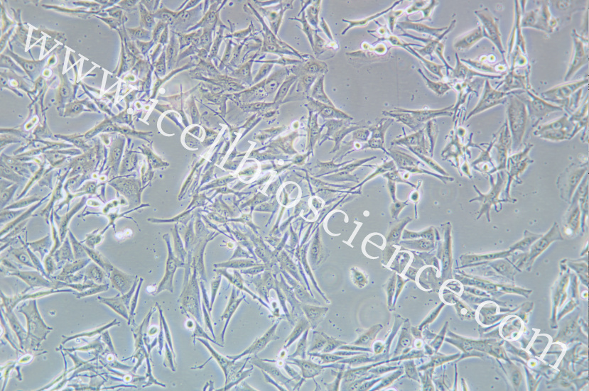 SK-MEL-5 人皮肤恶性黑色素瘤细胞-原代细胞-STR细胞-细胞培养基-镜像绮点生物