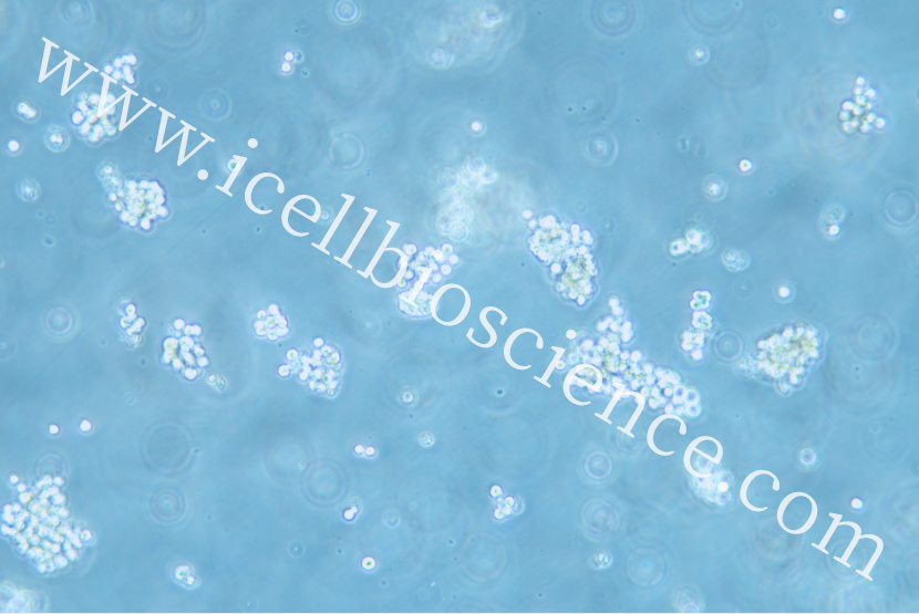 SNU-16 人胃癌细胞-原代细胞-STR细胞-细胞培养基-镜像绮点生物