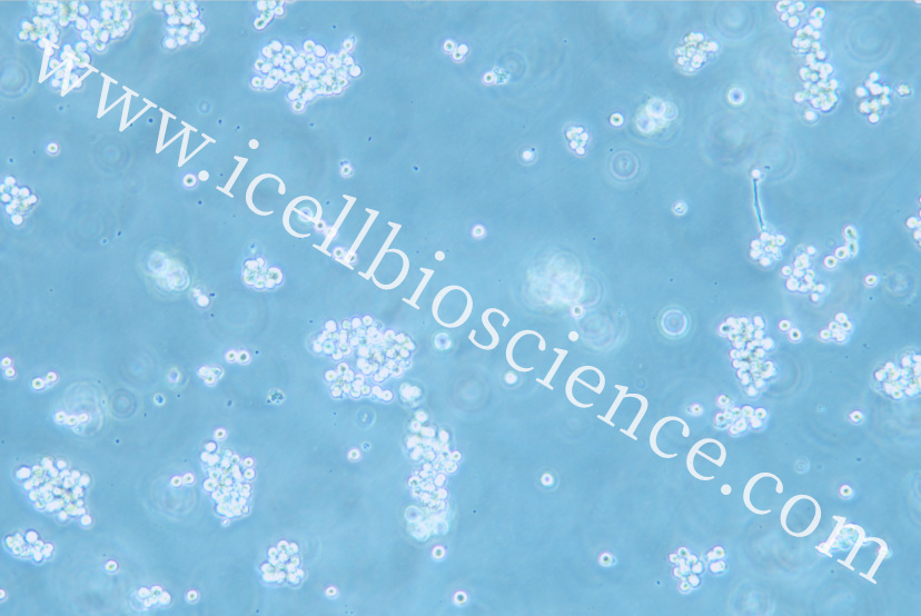 SNU-16 人胃癌细胞-原代细胞-STR细胞-细胞培养基-镜像绮点生物