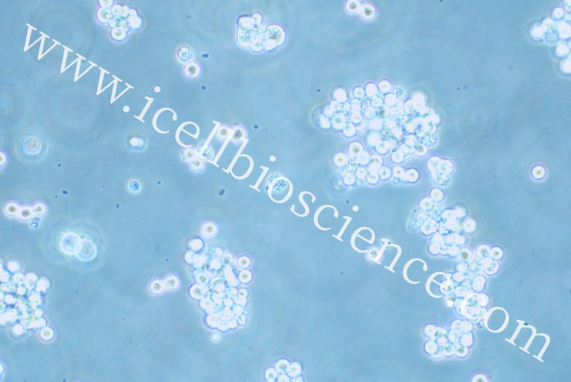 SNU-16 人胃癌细胞-原代细胞-STR细胞-细胞培养基-镜像绮点生物