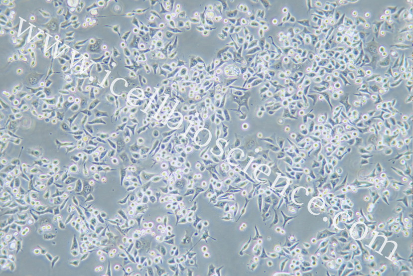 SNU601 人胃癌细胞-原代细胞-STR细胞-细胞培养基-镜像绮点生物