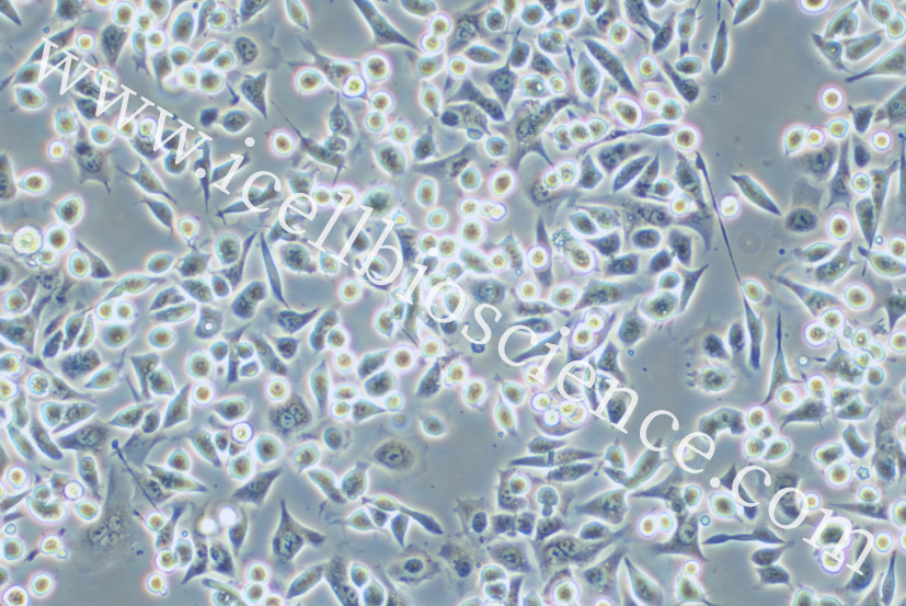 SNU601 人胃癌细胞-原代细胞-STR细胞-细胞培养基-镜像绮点生物