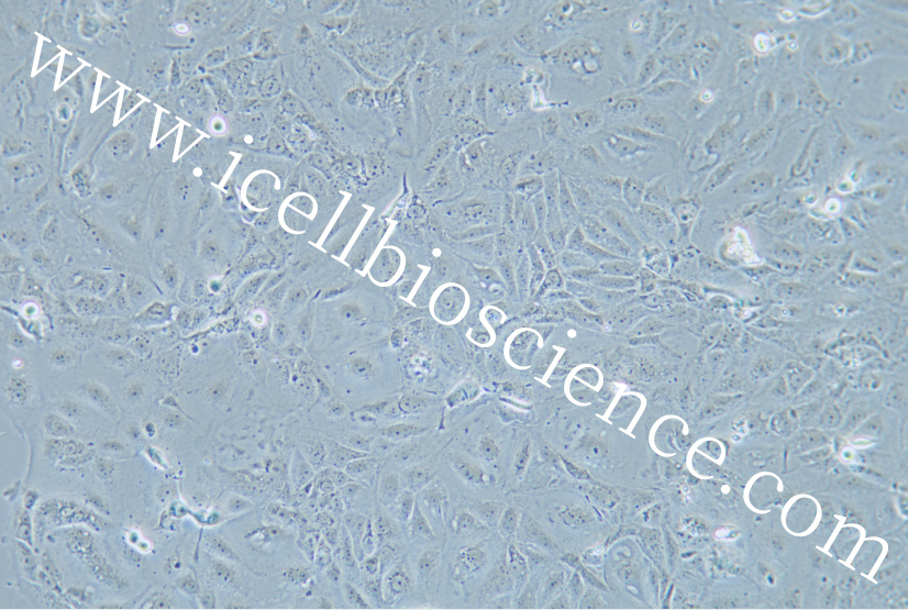 MKN-7 人胃癌细胞-原代细胞-STR细胞-细胞培养基-镜像绮点生物