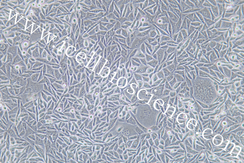 PC-3M 人前列腺癌细胞-原代细胞-STR细胞-细胞培养基-镜像绮点生物