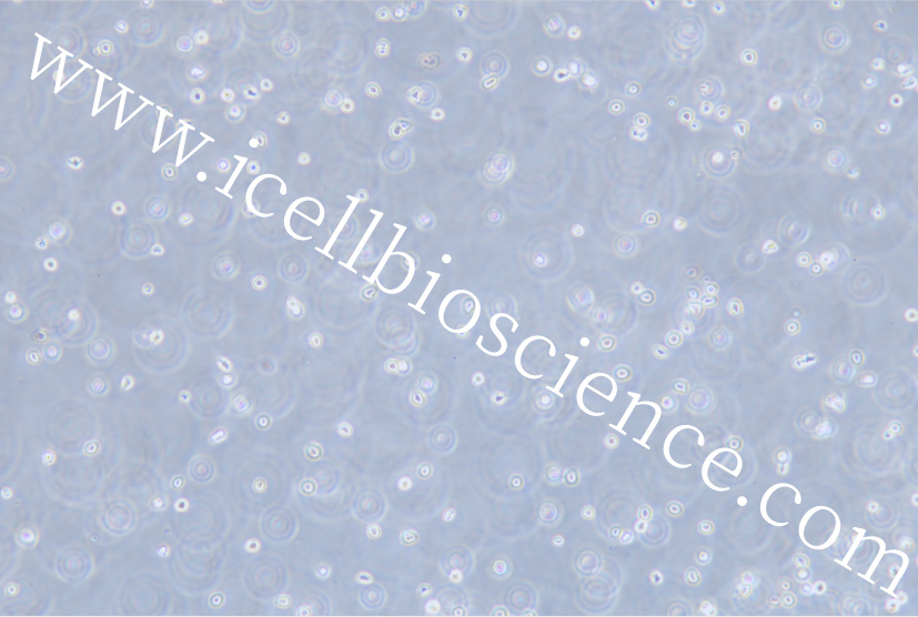 RS4:11 人急性淋巴白血病细胞-原代细胞-STR细胞-细胞培养基-镜像绮点生物