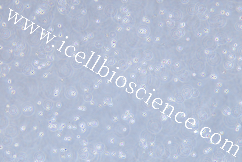 RS4:11 人急性淋巴白血病细胞-原代细胞-STR细胞-细胞培养基-镜像绮点生物