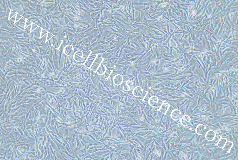 SUM159PT 人乳腺癌细胞-原代细胞-STR细胞-细胞培养基-镜像绮点生物