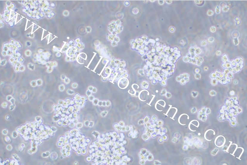 U2932 人B细胞淋巴瘤细胞-原代细胞-STR细胞-细胞培养基-镜像绮点生物