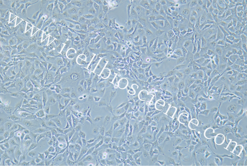 NCI-H2009 人肺腺癌细胞-原代细胞-STR细胞-细胞培养基-镜像绮点生物