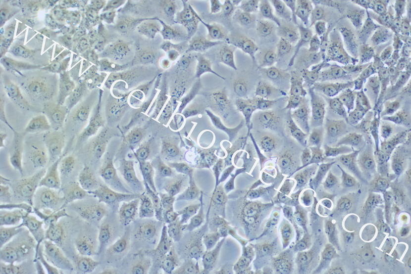 NCI-H2009 人肺腺癌细胞-原代细胞-STR细胞-细胞培养基-镜像绮点生物