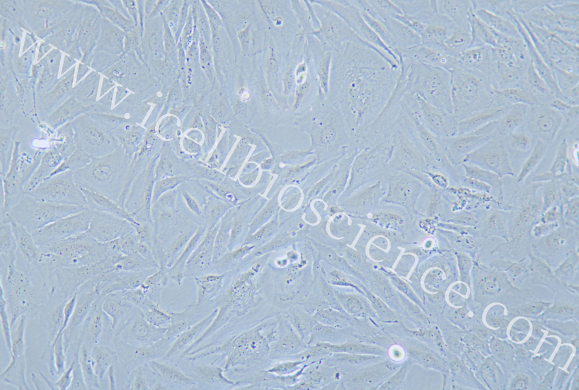 NCI-H196 人小细胞肺癌细胞-原代细胞-STR细胞-细胞培养基-镜像绮点生物