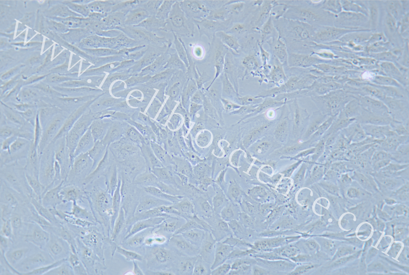 NCI-H196 人小细胞肺癌细胞-原代细胞-STR细胞-细胞培养基-镜像绮点生物