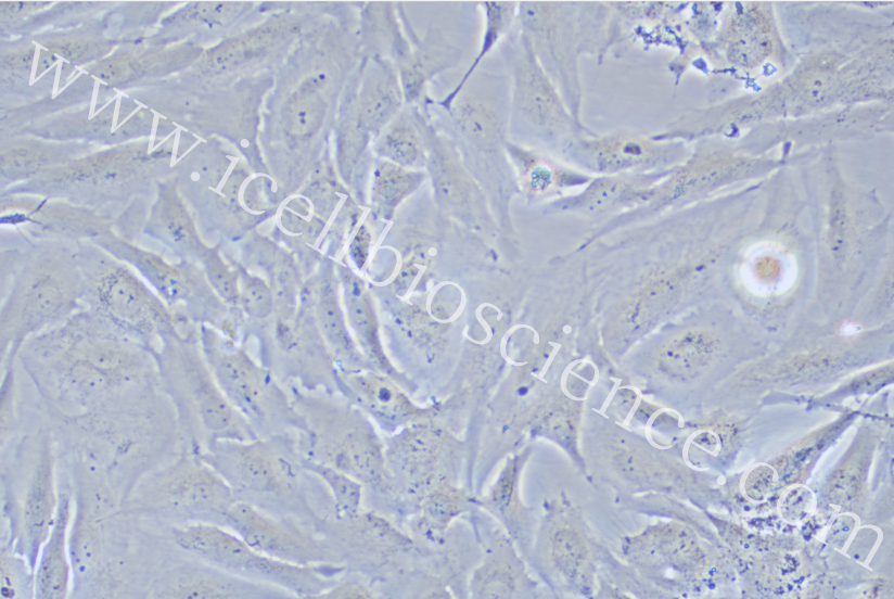 NCI-H196 人小细胞肺癌细胞-原代细胞-STR细胞-细胞培养基-镜像绮点生物