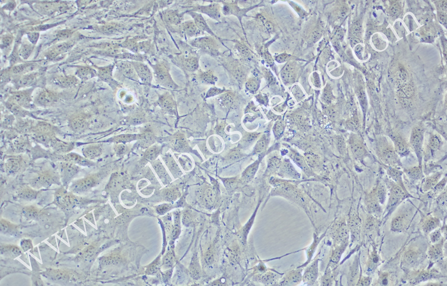 MS-5 小鼠骨髓基质细胞-原代细胞-STR细胞-细胞培养基-镜像绮点生物