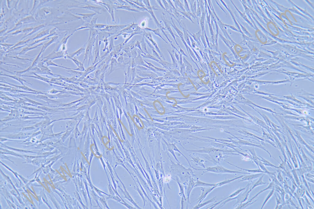 HFL1 人胚肺成纤维细胞（有限细胞系）-原代细胞-STR细胞-细胞培养基-镜像绮点生物