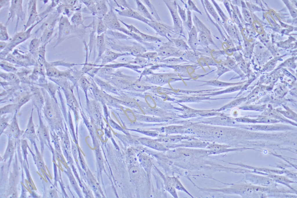 HFL1 人胚肺成纤维细胞（有限细胞系）-原代细胞-STR细胞-细胞培养基-镜像绮点生物