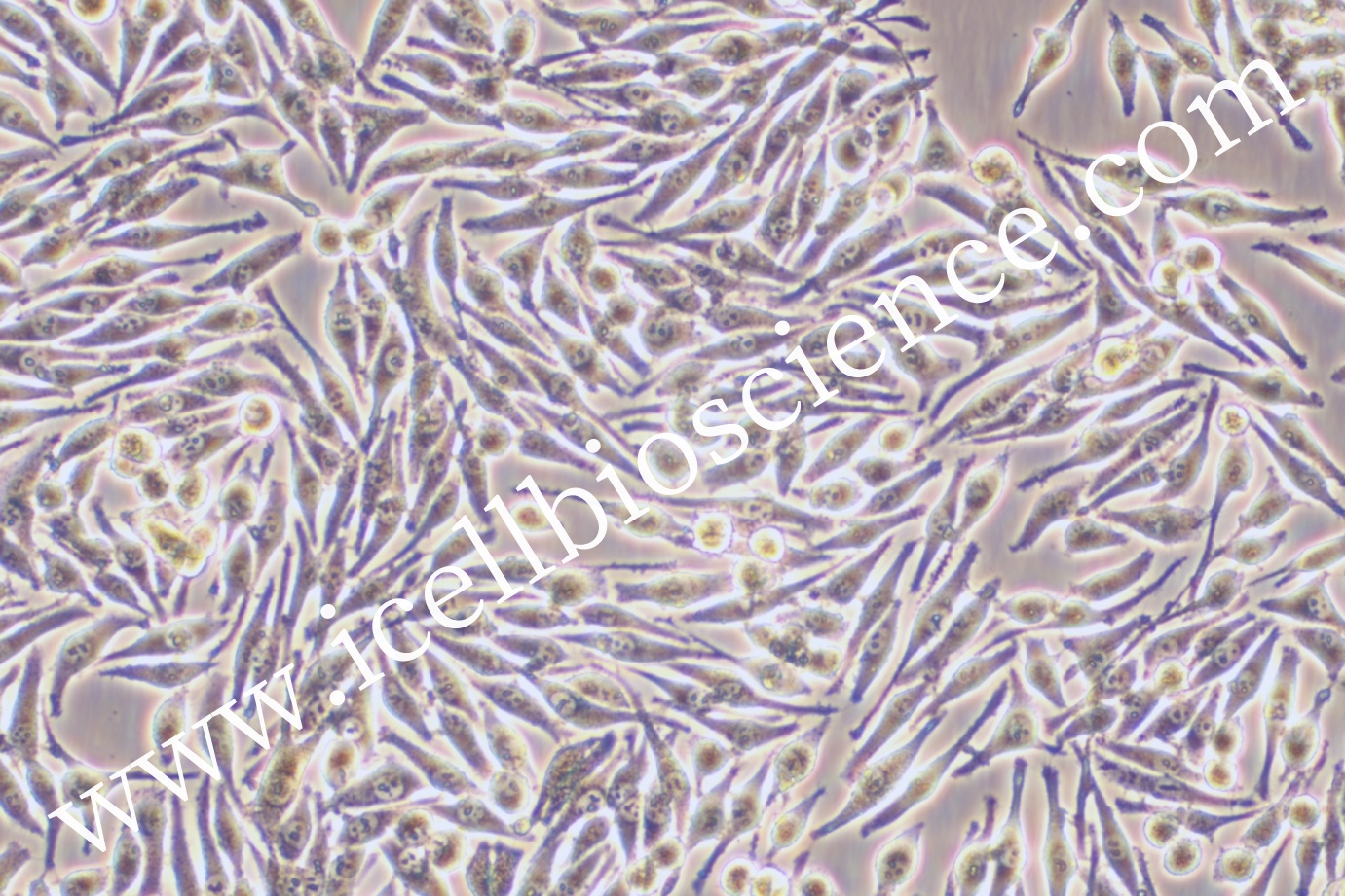 MNT-1 人黑色素瘤细胞-原代细胞-STR细胞-细胞培养基-镜像绮点生物