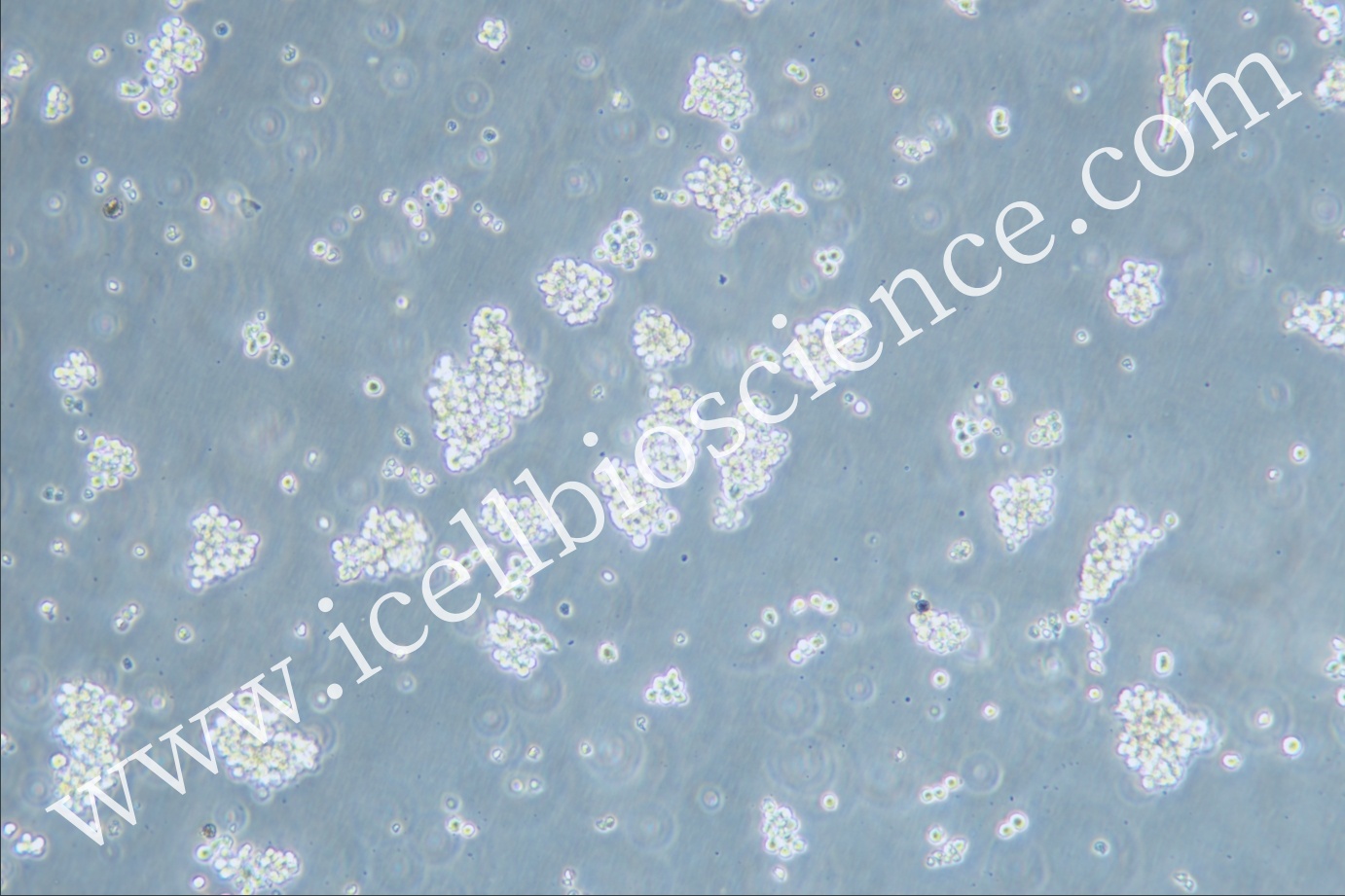 MOLP-8 人多发性骨髓瘤细胞-原代细胞-STR细胞-细胞培养基-镜像绮点生物
