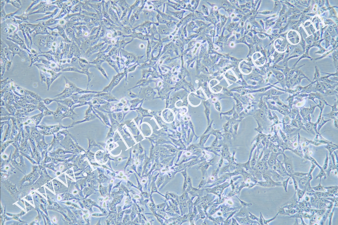 NCI-H1373 人肺腺癌细胞-原代细胞-STR细胞-细胞培养基-镜像绮点生物