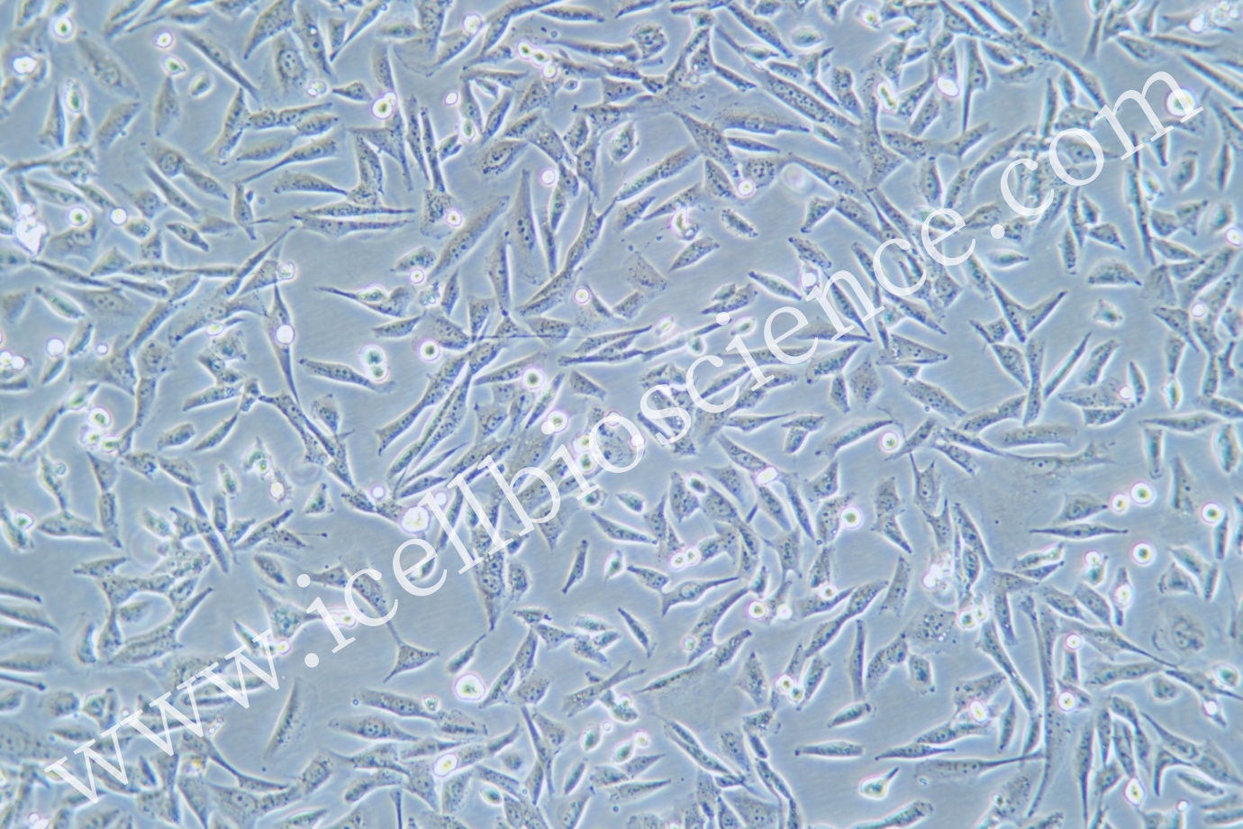 SF188 人胶质母细胞瘤细胞系-原代细胞-STR细胞-细胞培养基-镜像绮点生物